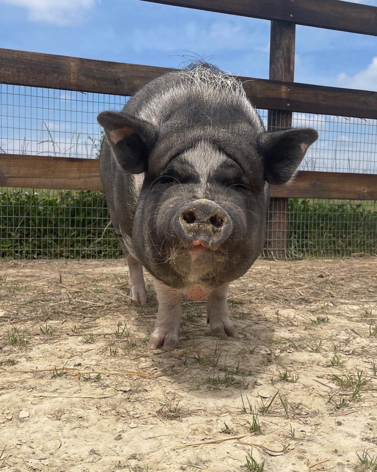 Animals - Heartland Farm Sanctuary