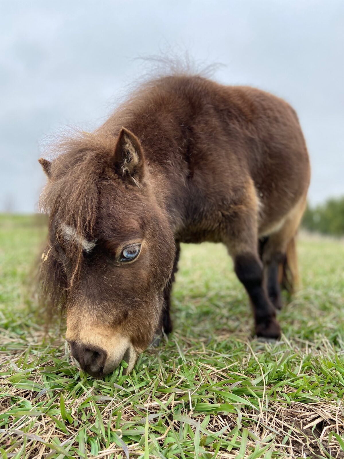 Animals - Heartland Farm Sanctuary