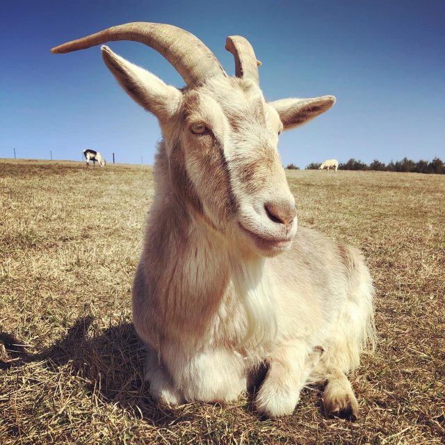 Animals - Heartland Farm Sanctuary