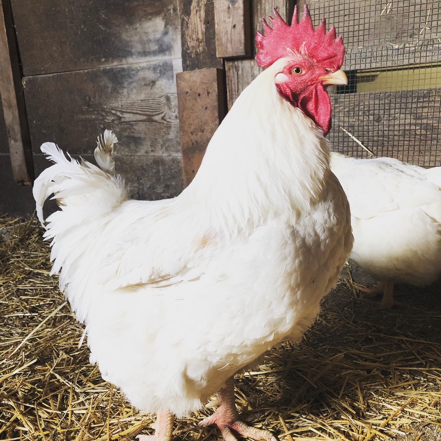 Home - Heartland Farm Sanctuary