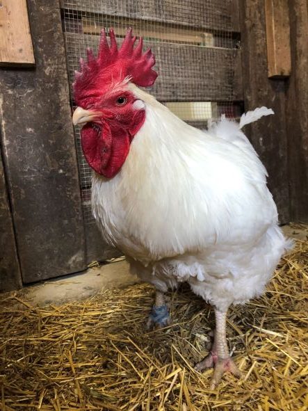 Animals - Heartland Farm Sanctuary