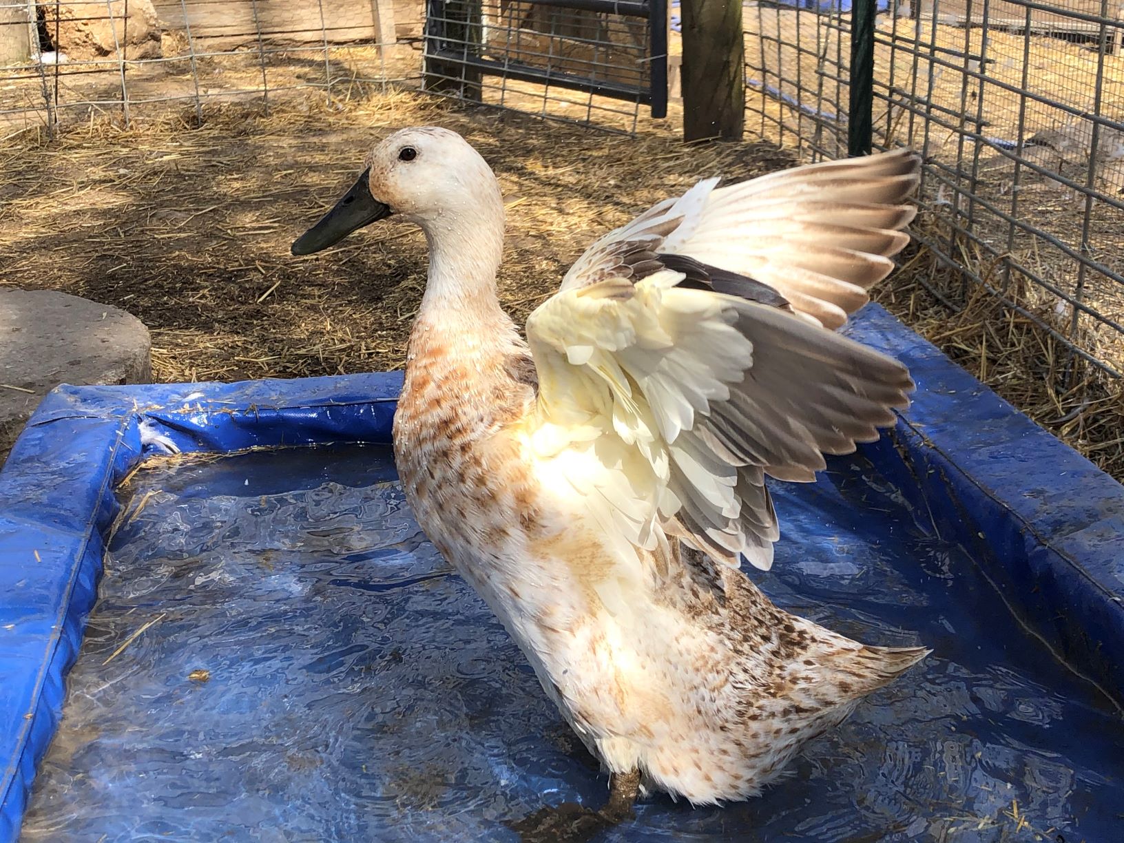 Animals - Heartland Farm Sanctuary