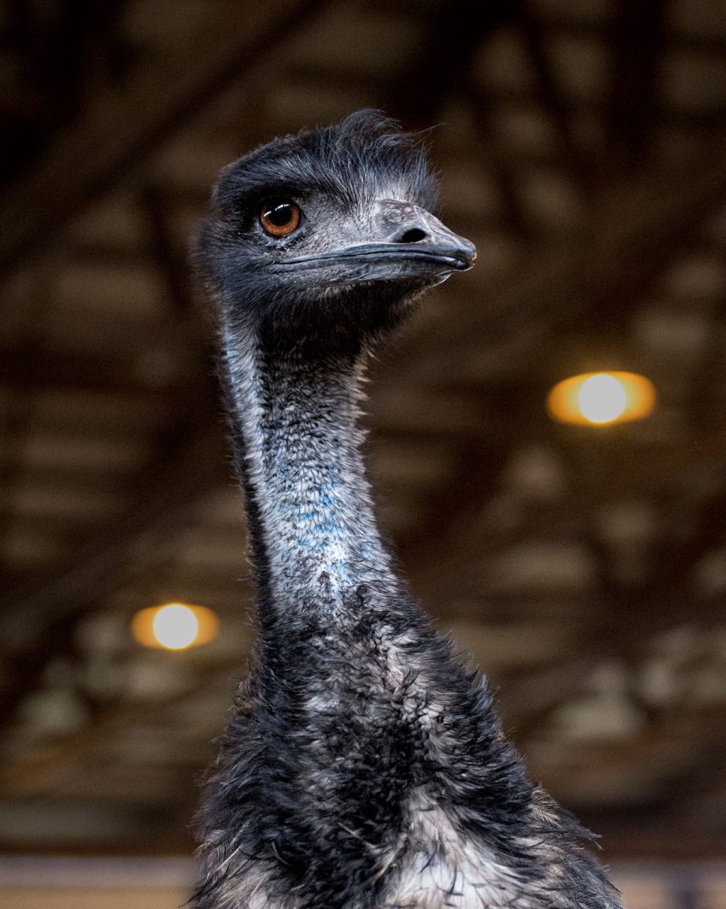 Animals - Heartland Farm Sanctuary