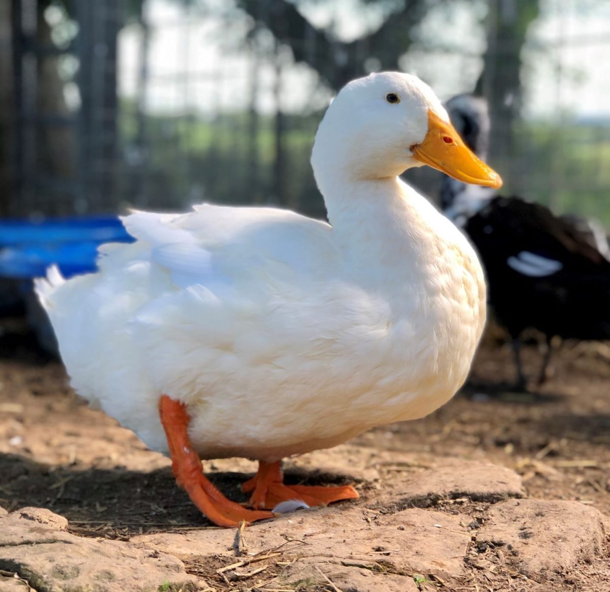 Animals - Heartland Farm Sanctuary