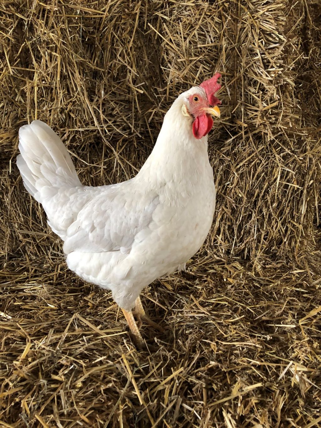 Animals - Heartland Farm Sanctuary