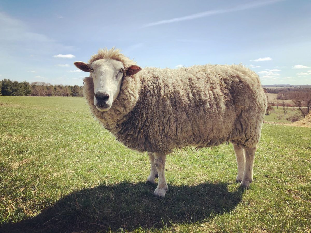 Farm Animal Shelter - Heartland Farm Sanctuary