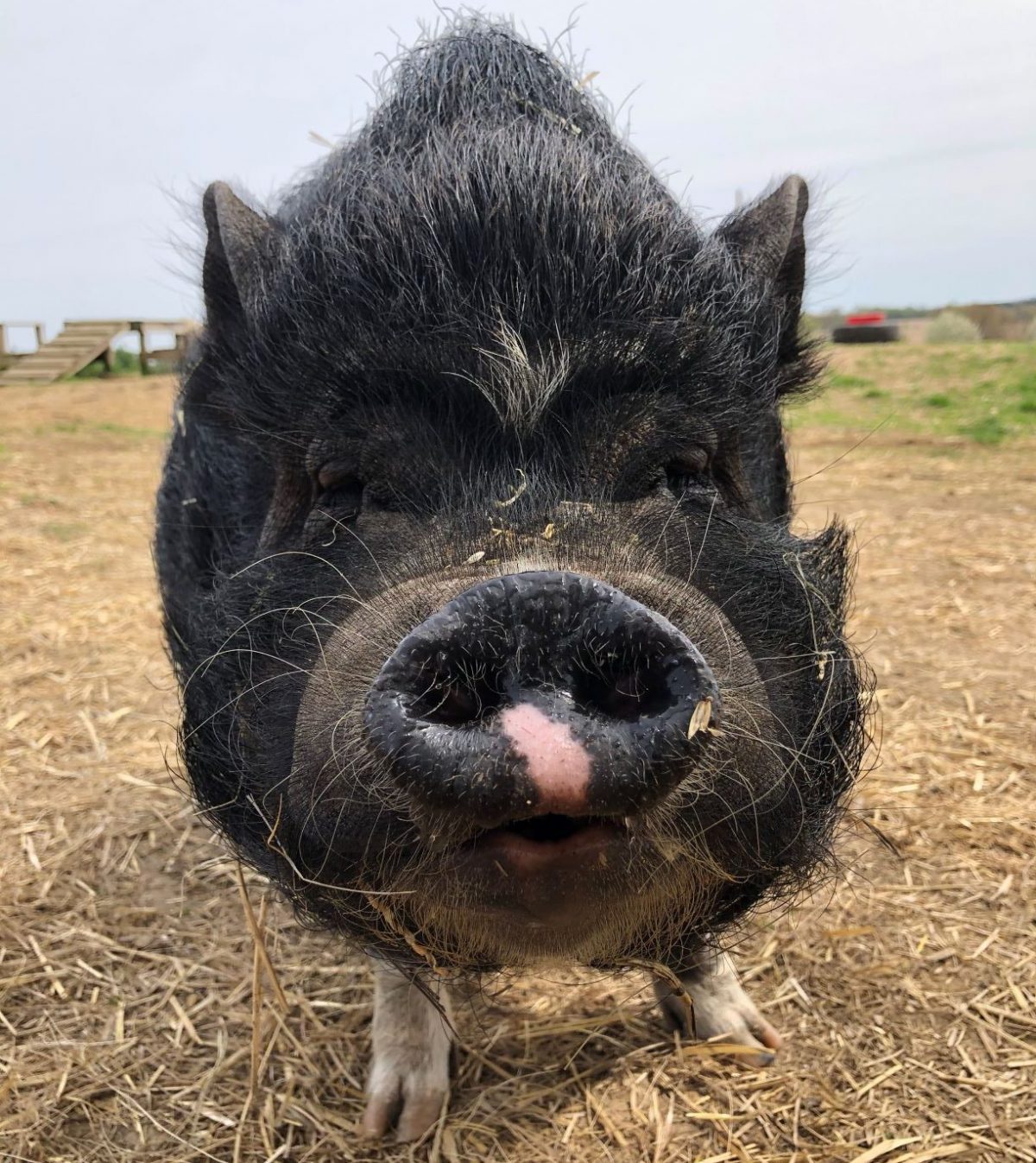 Home - Heartland Farm Sanctuary