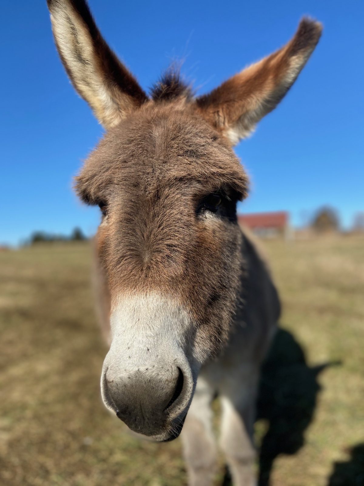 Animals - Heartland Farm Sanctuary
