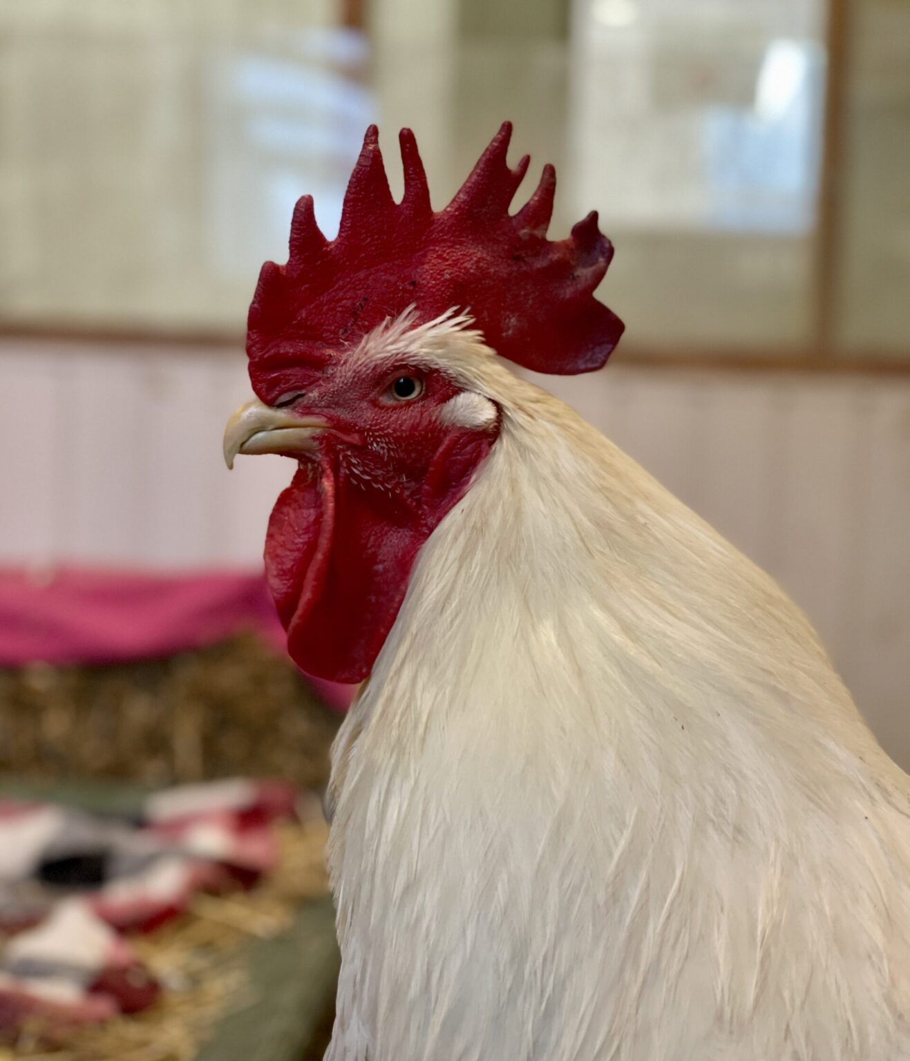 Animals - Heartland Farm Sanctuary