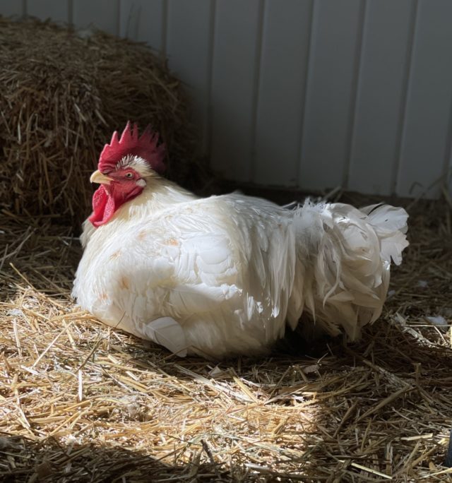 Animals - Heartland Farm Sanctuary