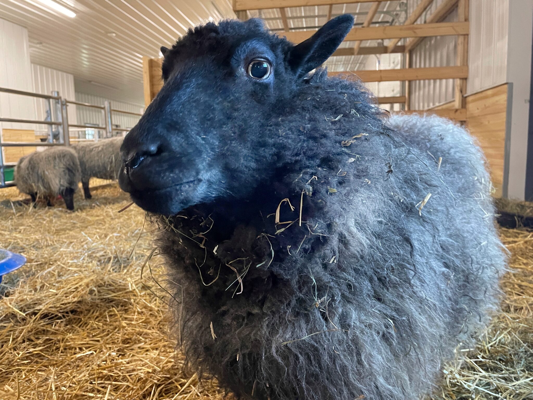 Animals - Heartland Farm Sanctuary