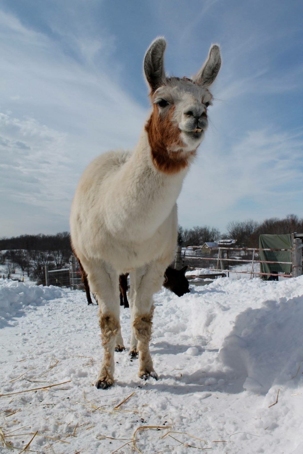 Home - Heartland Farm Sanctuary