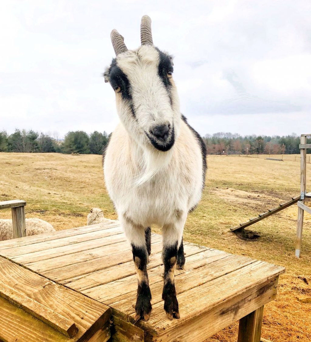 Animals - Heartland Farm Sanctuary