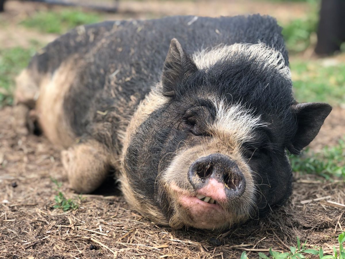 Home - Heartland Farm Sanctuary