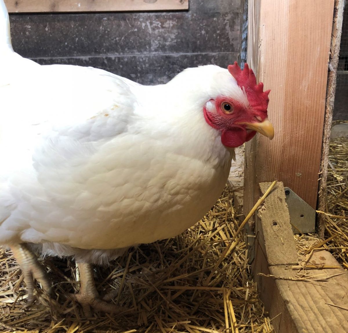 Home - Heartland Farm Sanctuary