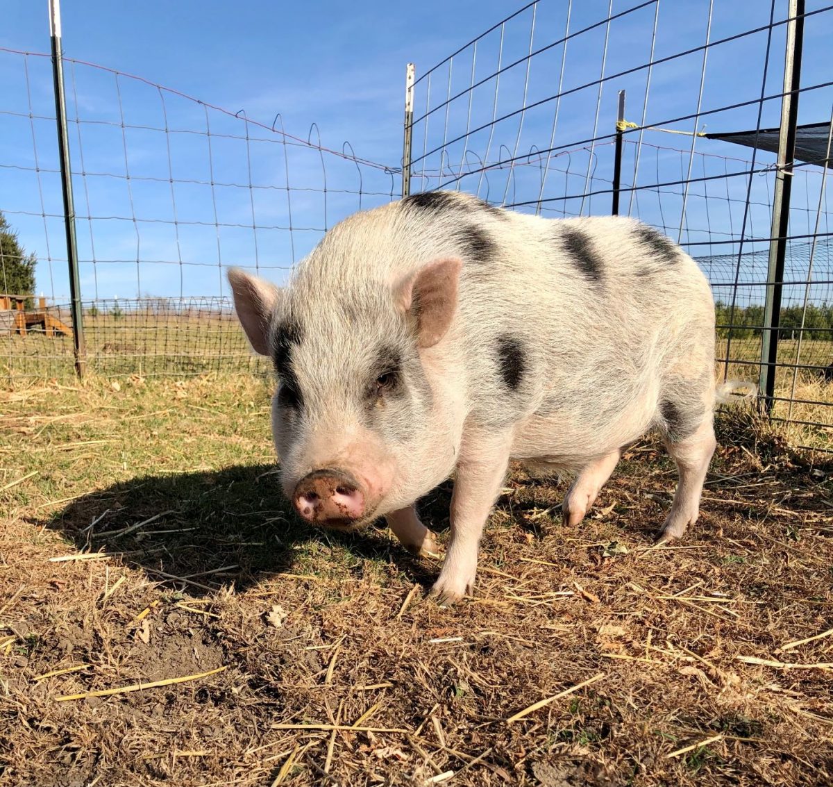 Animals - Heartland Farm Sanctuary