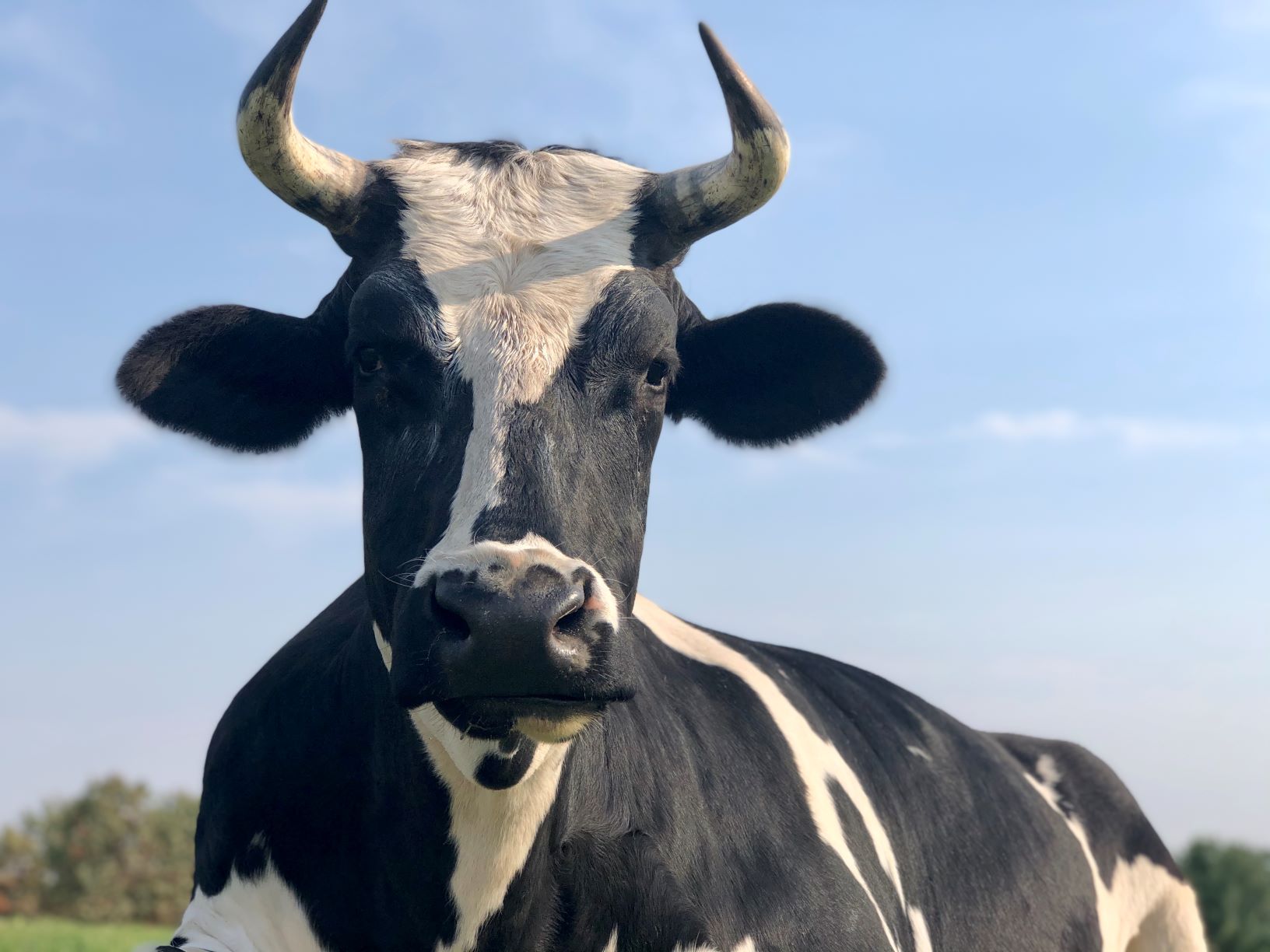 Farm Animal Shelter - Heartland Farm Sanctuary