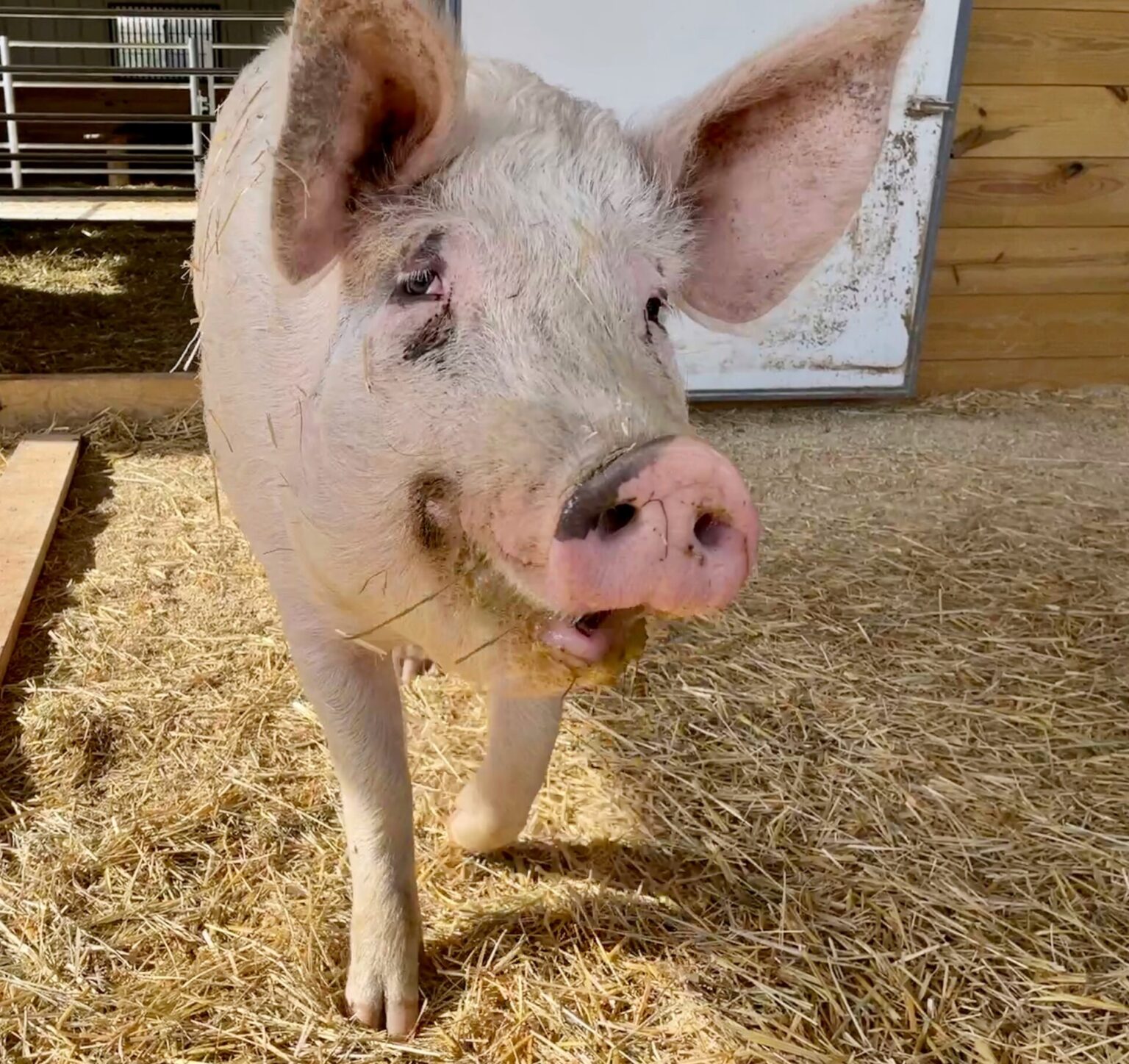 Animals - Heartland Farm Sanctuary