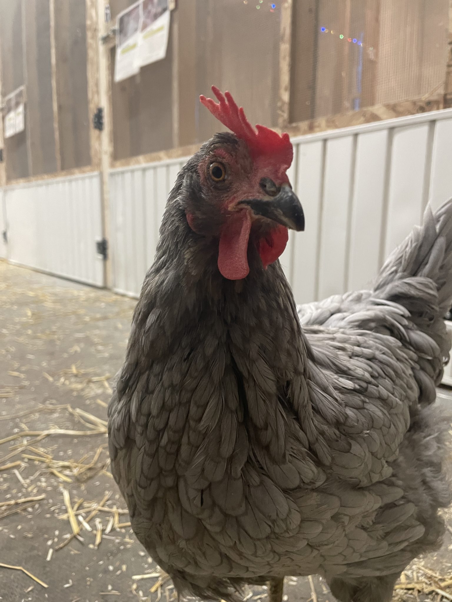 Animals - Heartland Farm Sanctuary