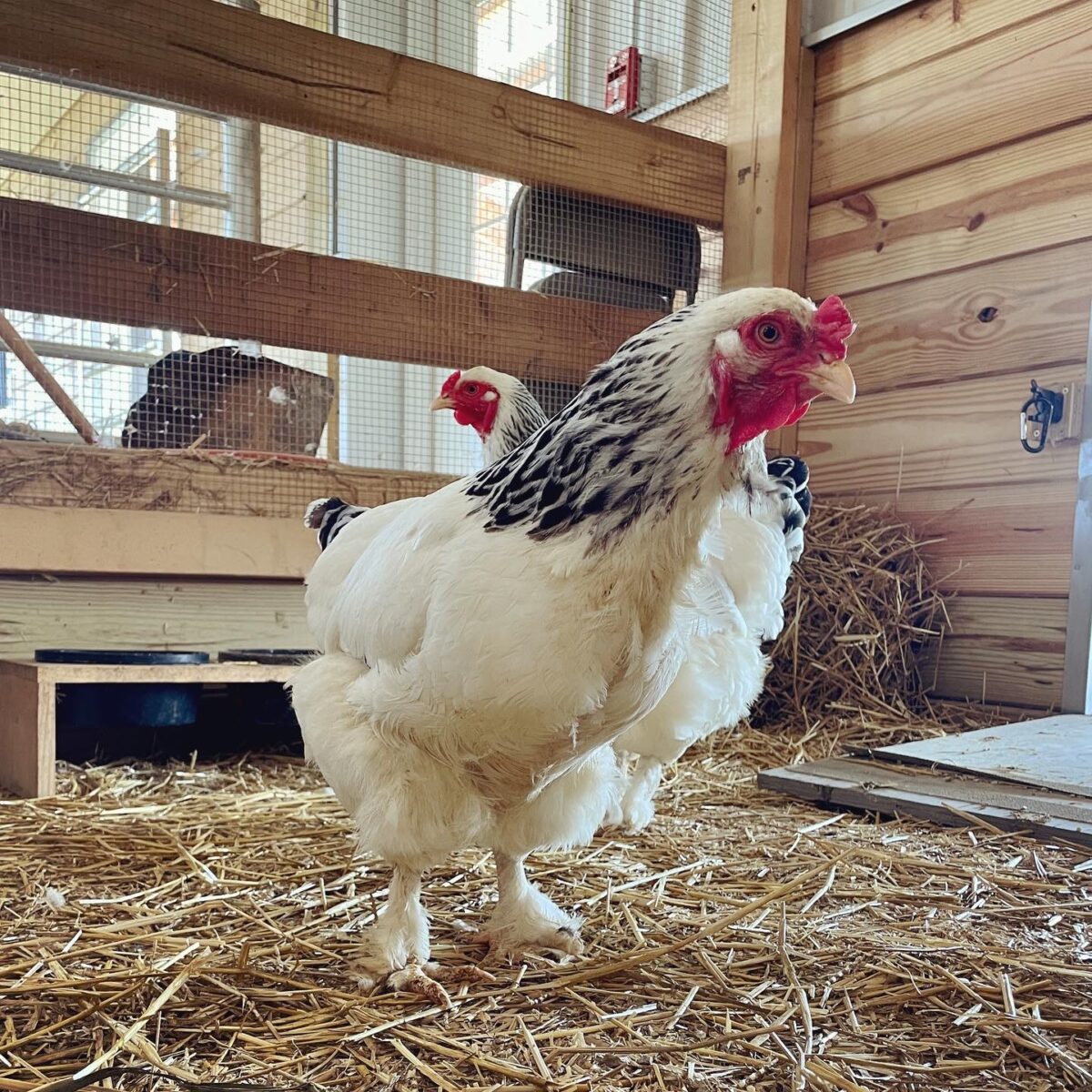 Animals - Heartland Farm Sanctuary