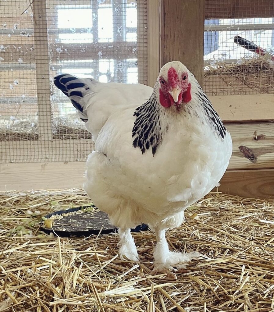 Animals - Heartland Farm Sanctuary