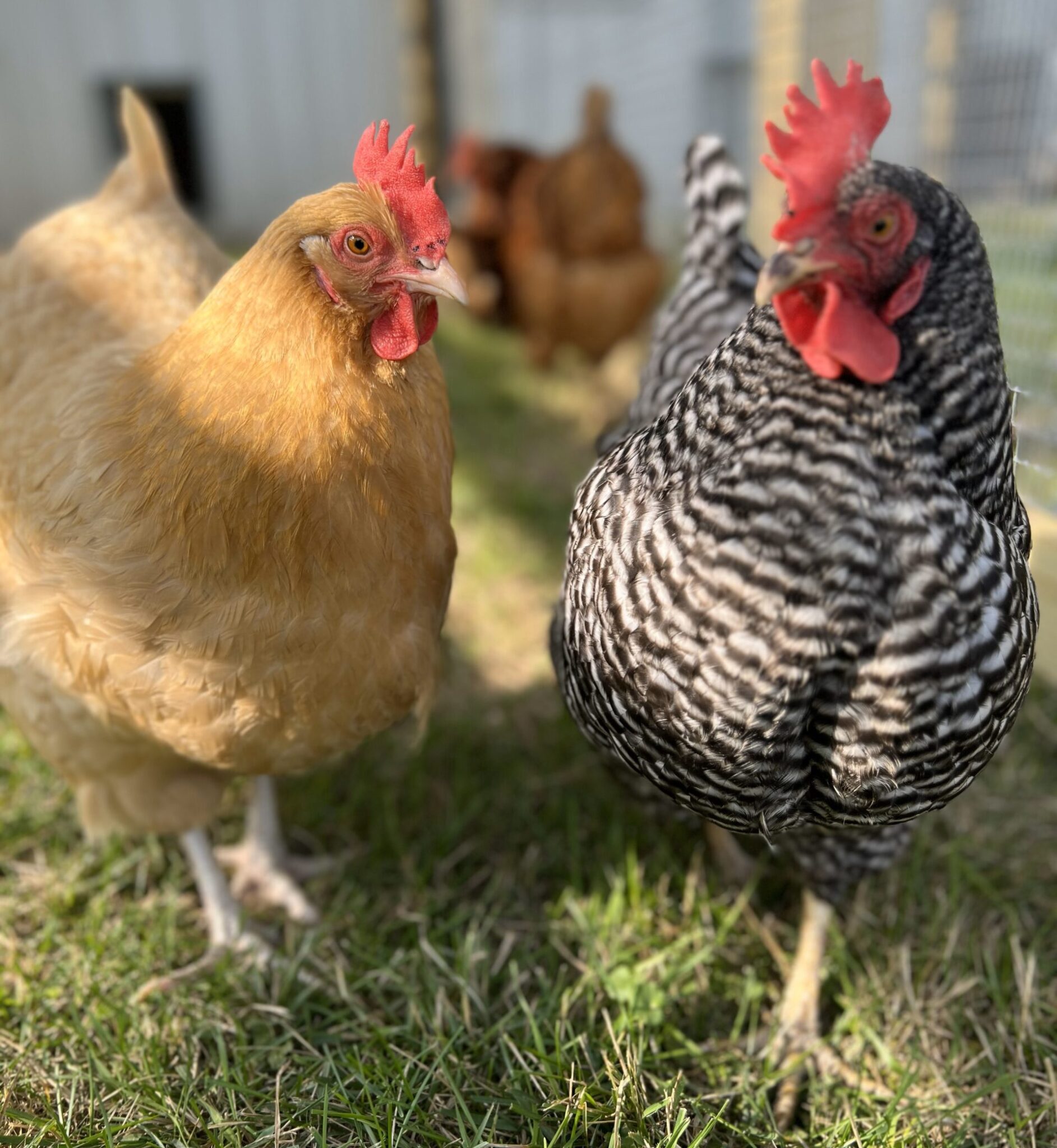 Farm Animal Shelter - Heartland Farm Sanctuary