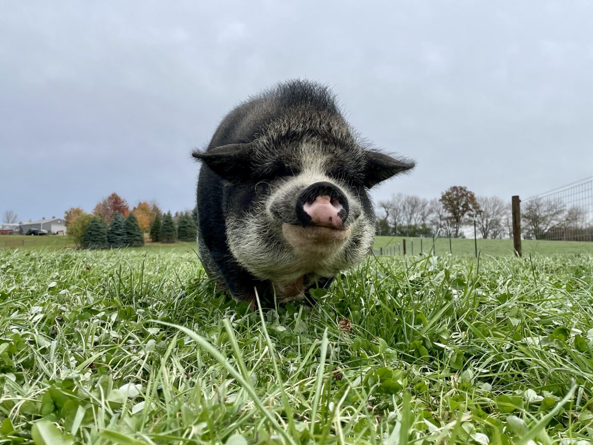 Animals - Heartland Farm Sanctuary