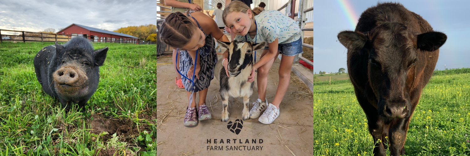 Year-End Giving 2023 - Heartland Farm Sanctuary Year-End Giving 2023 - Heartland Farm Sanctuary