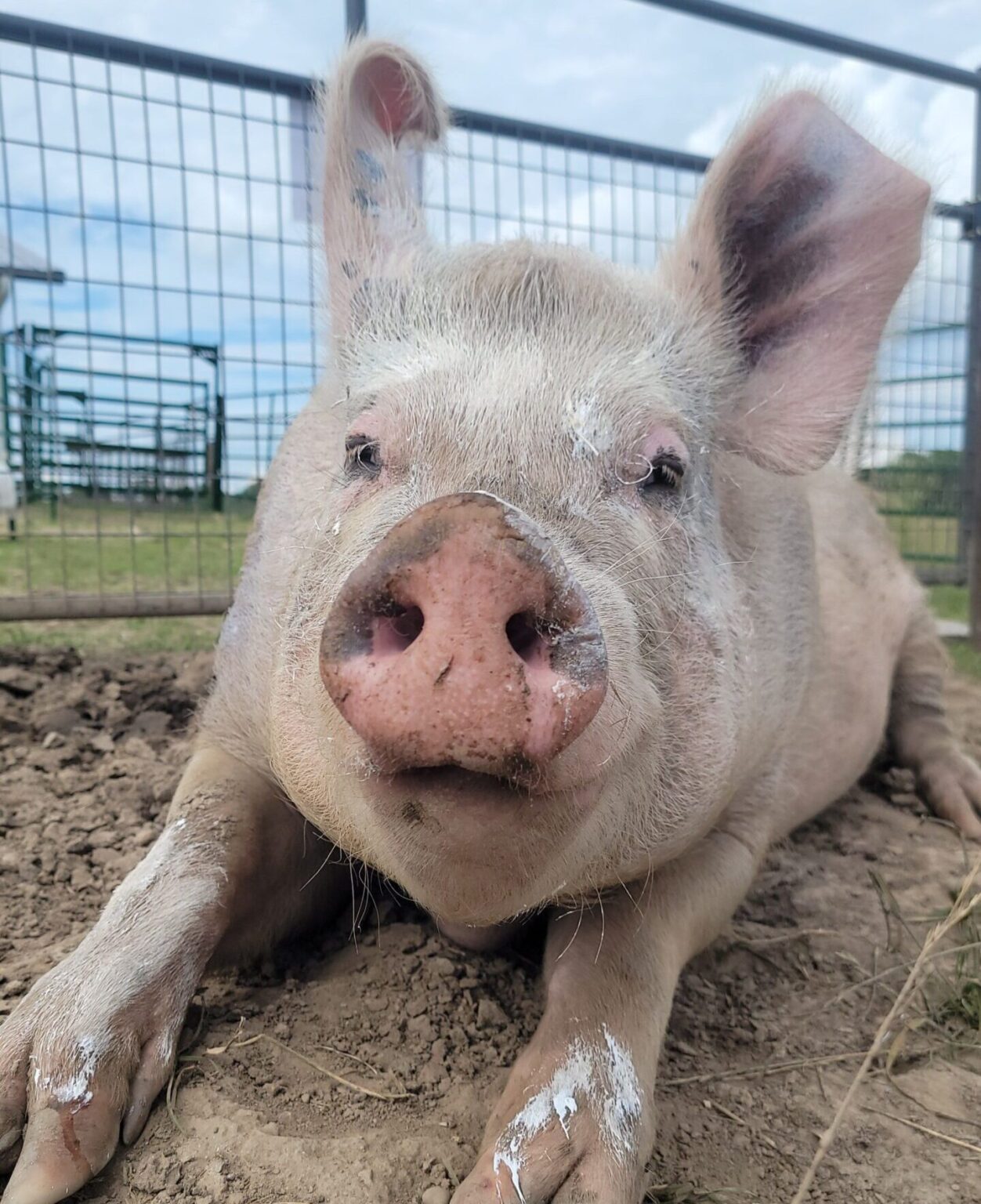 Animals - Heartland Farm Sanctuary