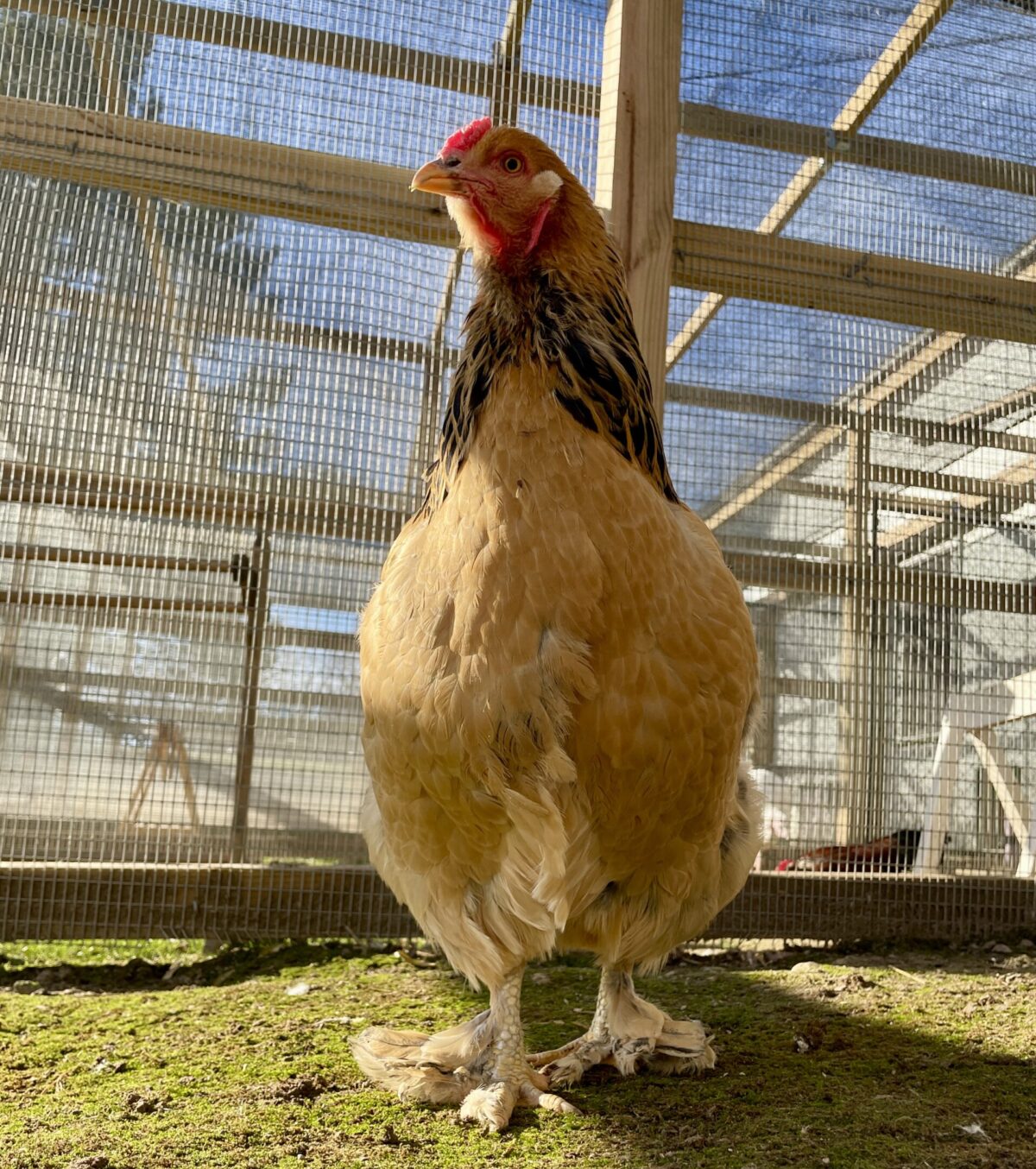 Animals - Heartland Farm Sanctuary