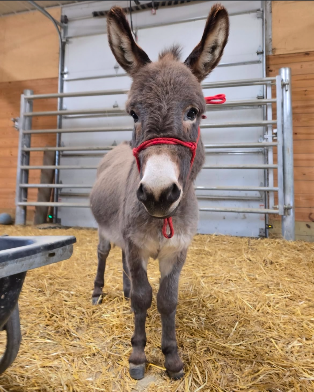 Animals - Heartland Farm Sanctuary